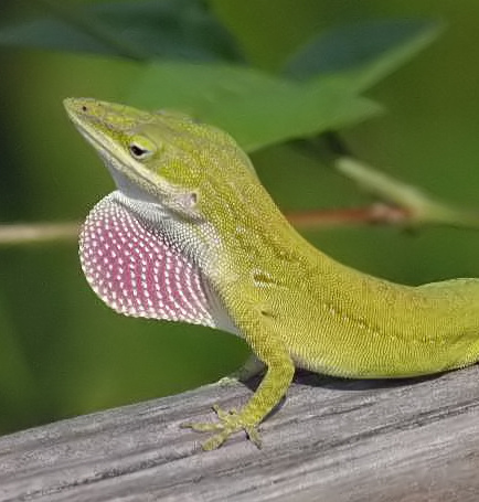 Lesson Plan: Asking Questions About Animal Behavior