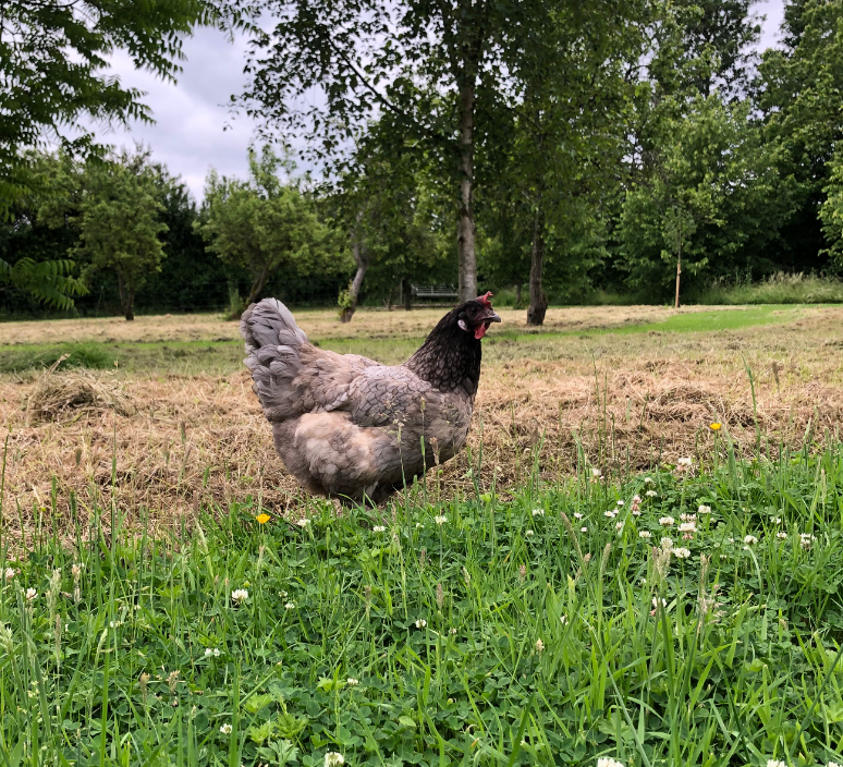 Creature Feature: Domestic Chicken
