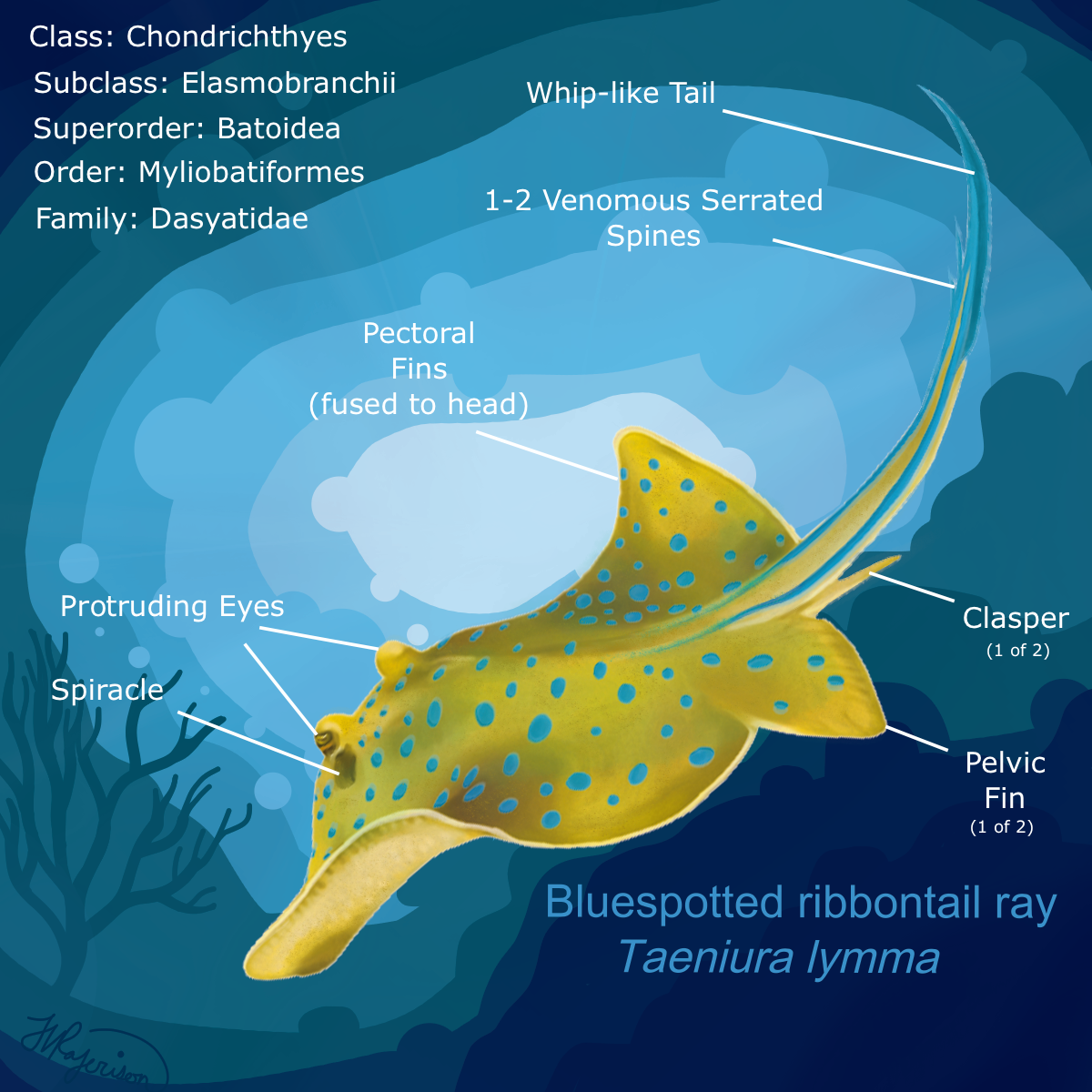 Sunday Sketch: The blue-spotted ribbontail ray