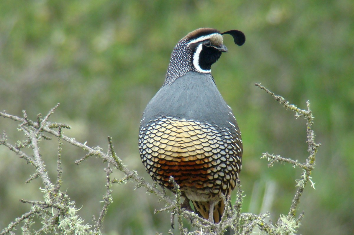 Creature Feature: California Quail