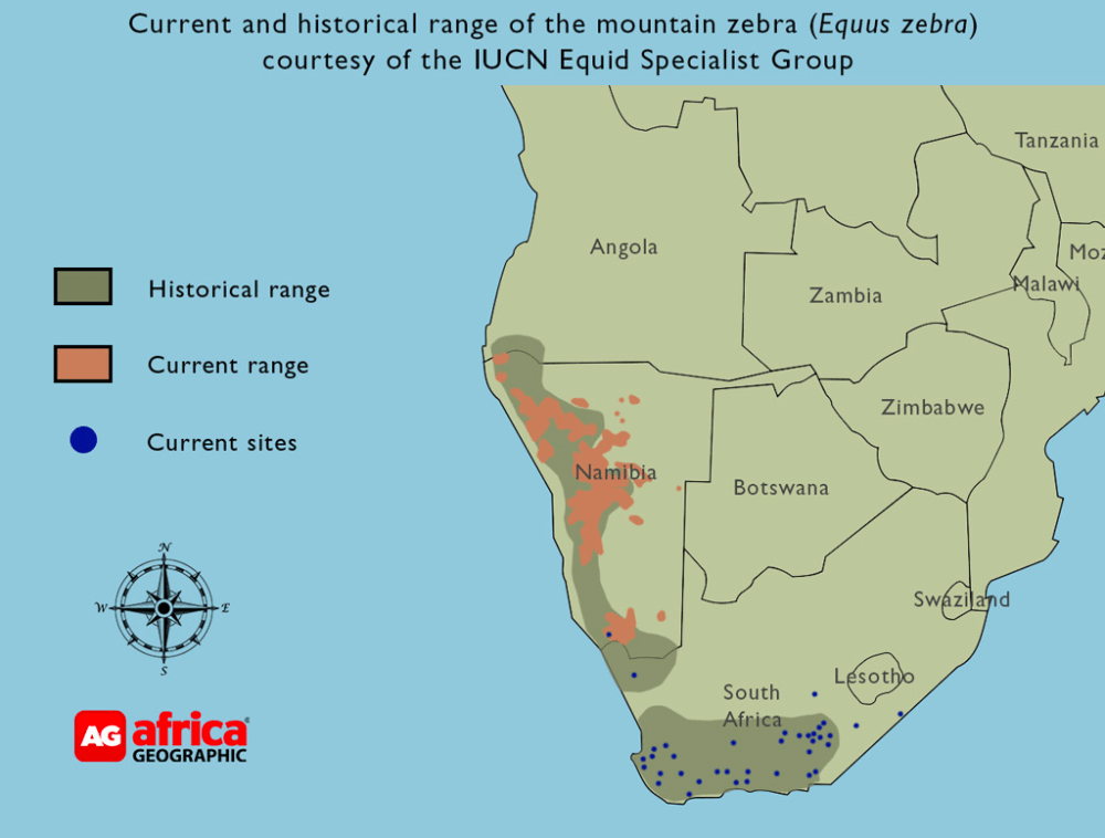 Creature Feature: Mountain Zebra