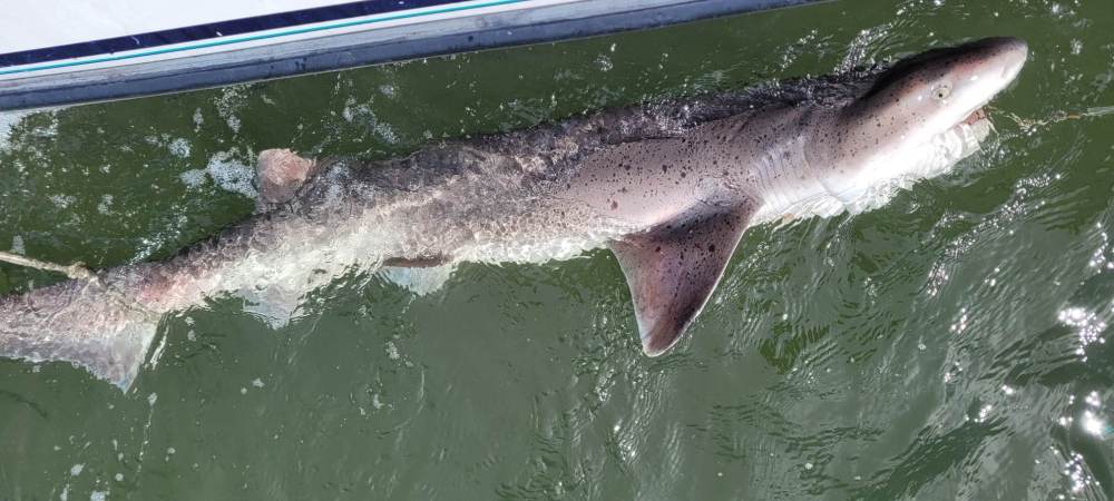 Field Notes: From Predator to Plastics: Raising Awareness and Knowledge ...