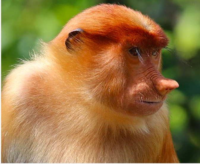 Creature Feature: Proboscis Monkey