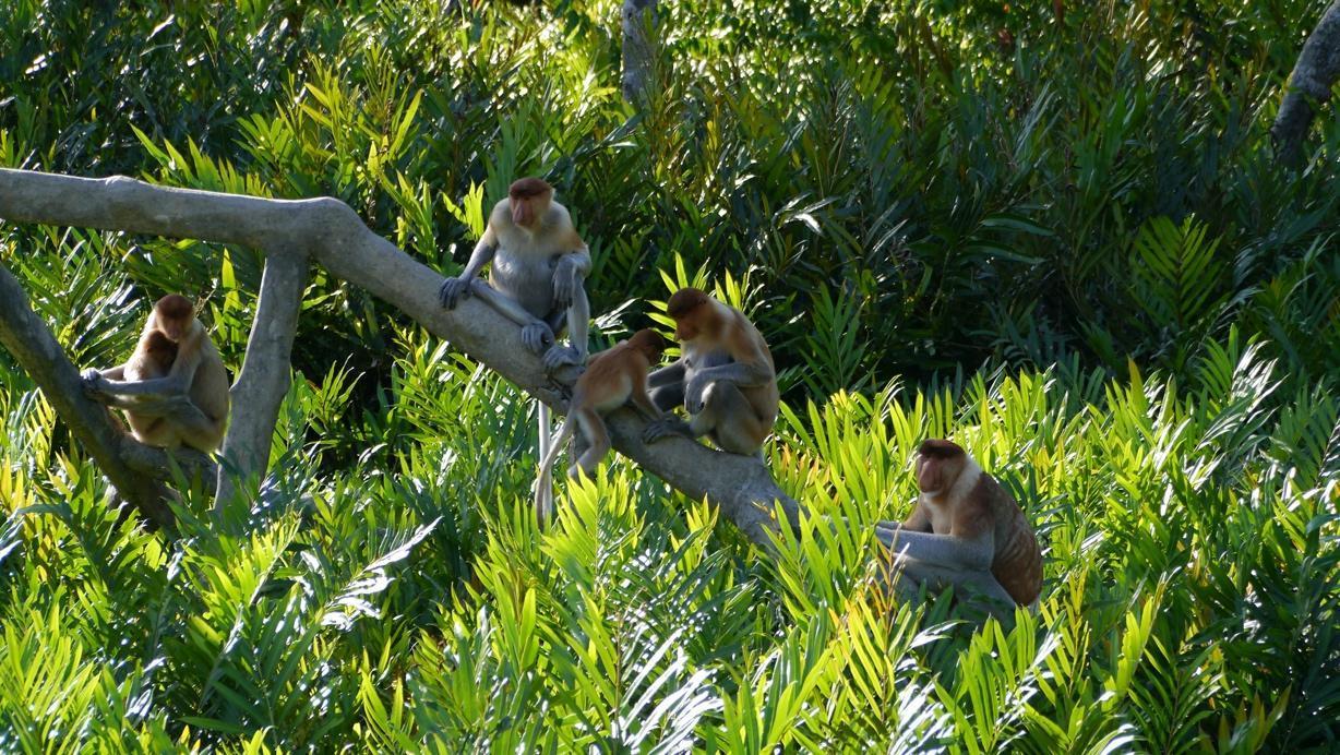 Creature Feature: Proboscis Monkey