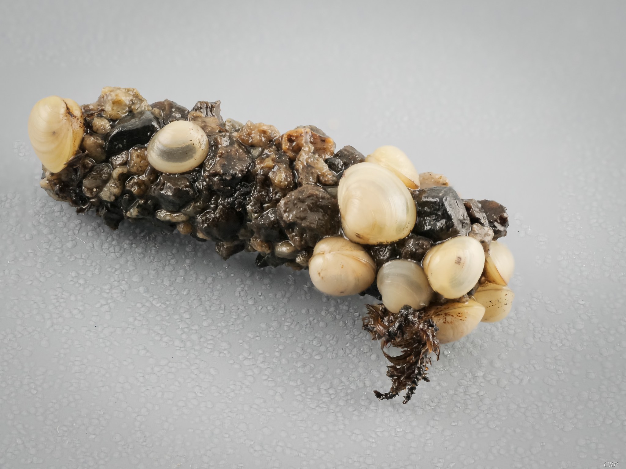 Creature Feature: Caddisfly Larva