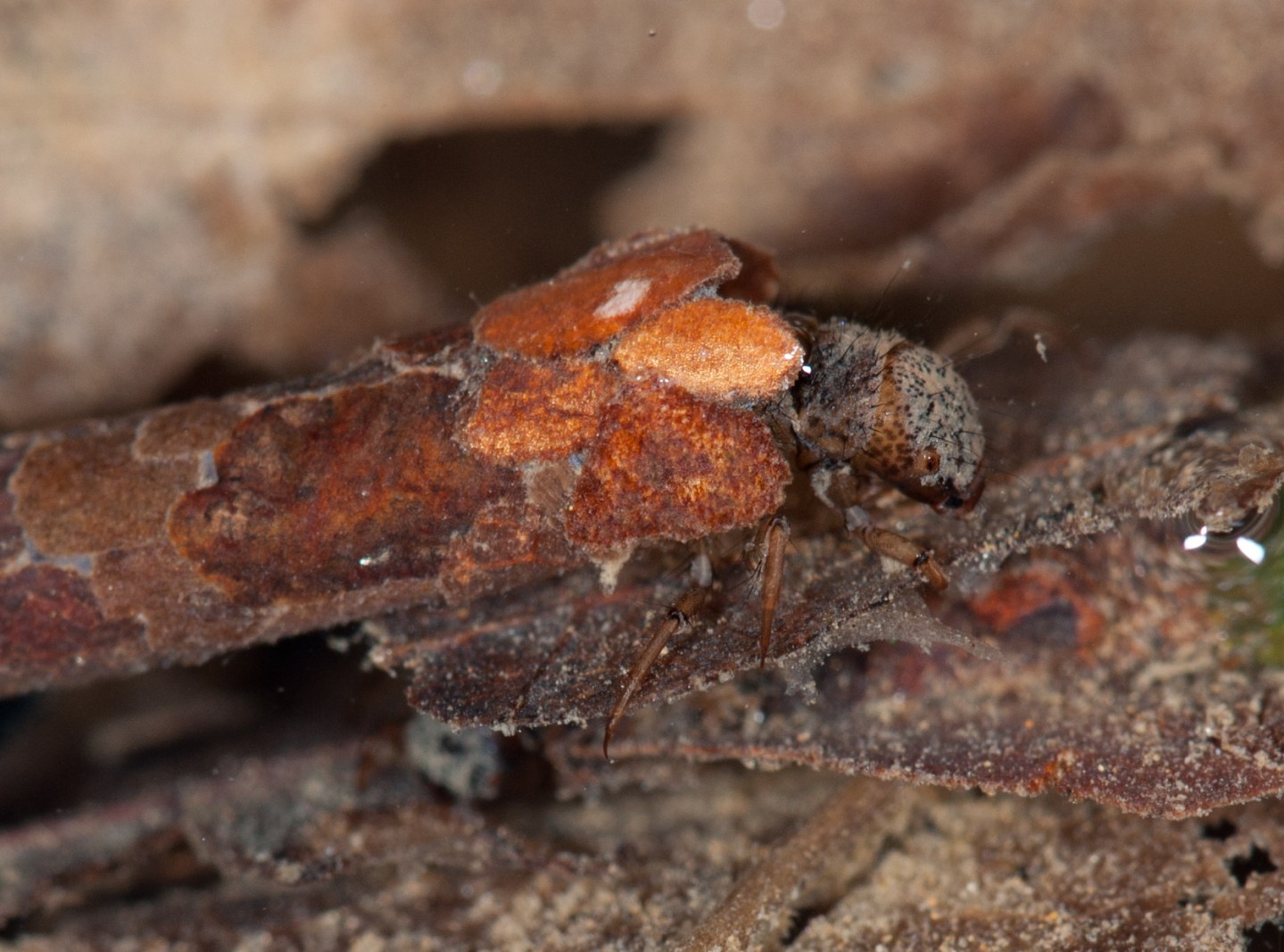 Creature Feature: Caddisfly Larva