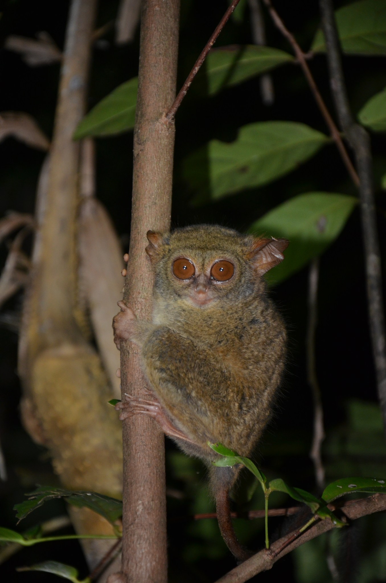Creature Feature: Gursky’s Spectral Tarsier