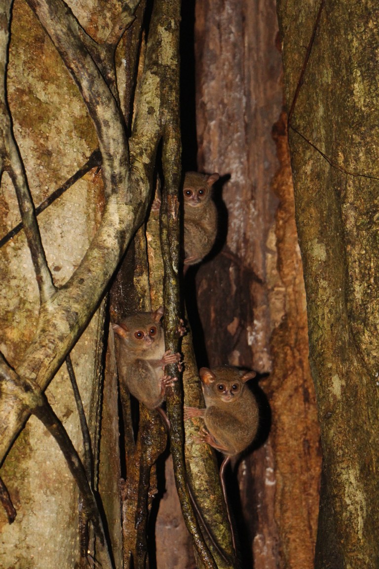 Creature Feature: Gursky’s Spectral Tarsier