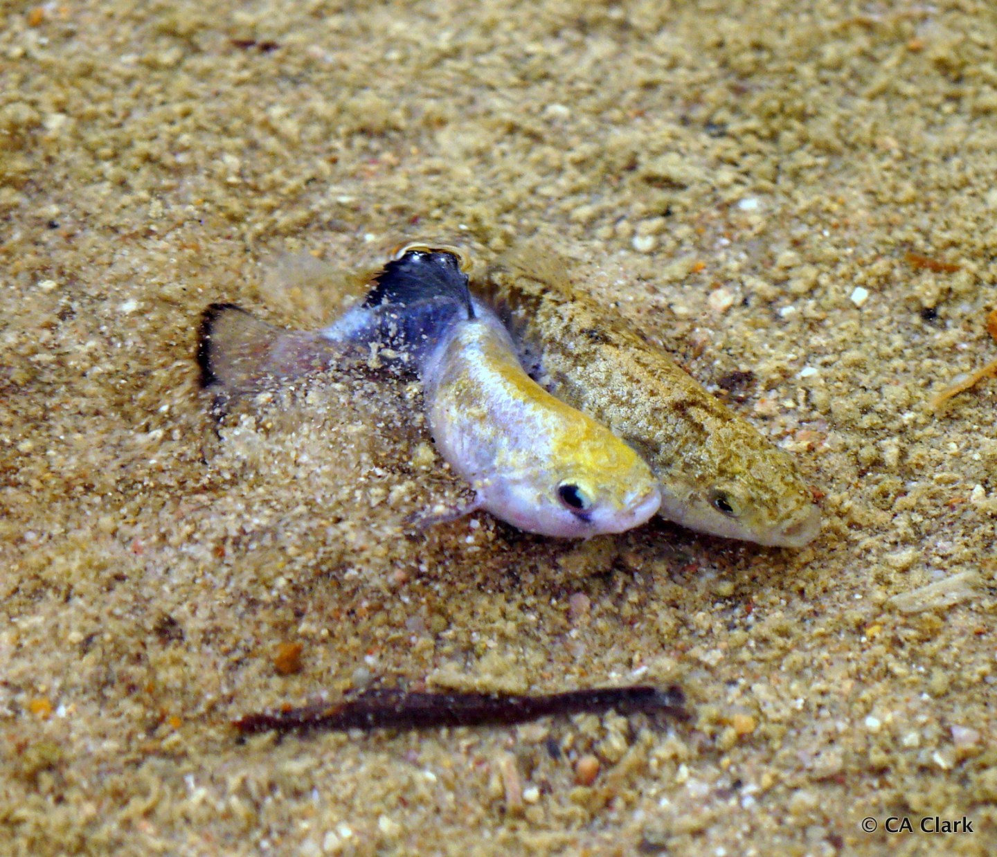 Creature Feature: Death Valley Pupfish
