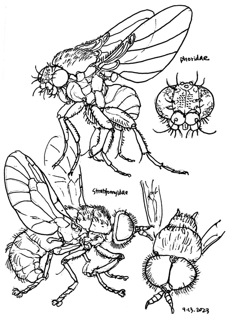 Sunday Sketch: Stratiomyidae Family of Flies