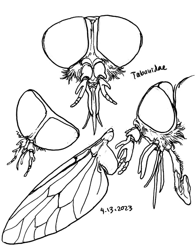 Tabanidae Tabaninae Wikipedia