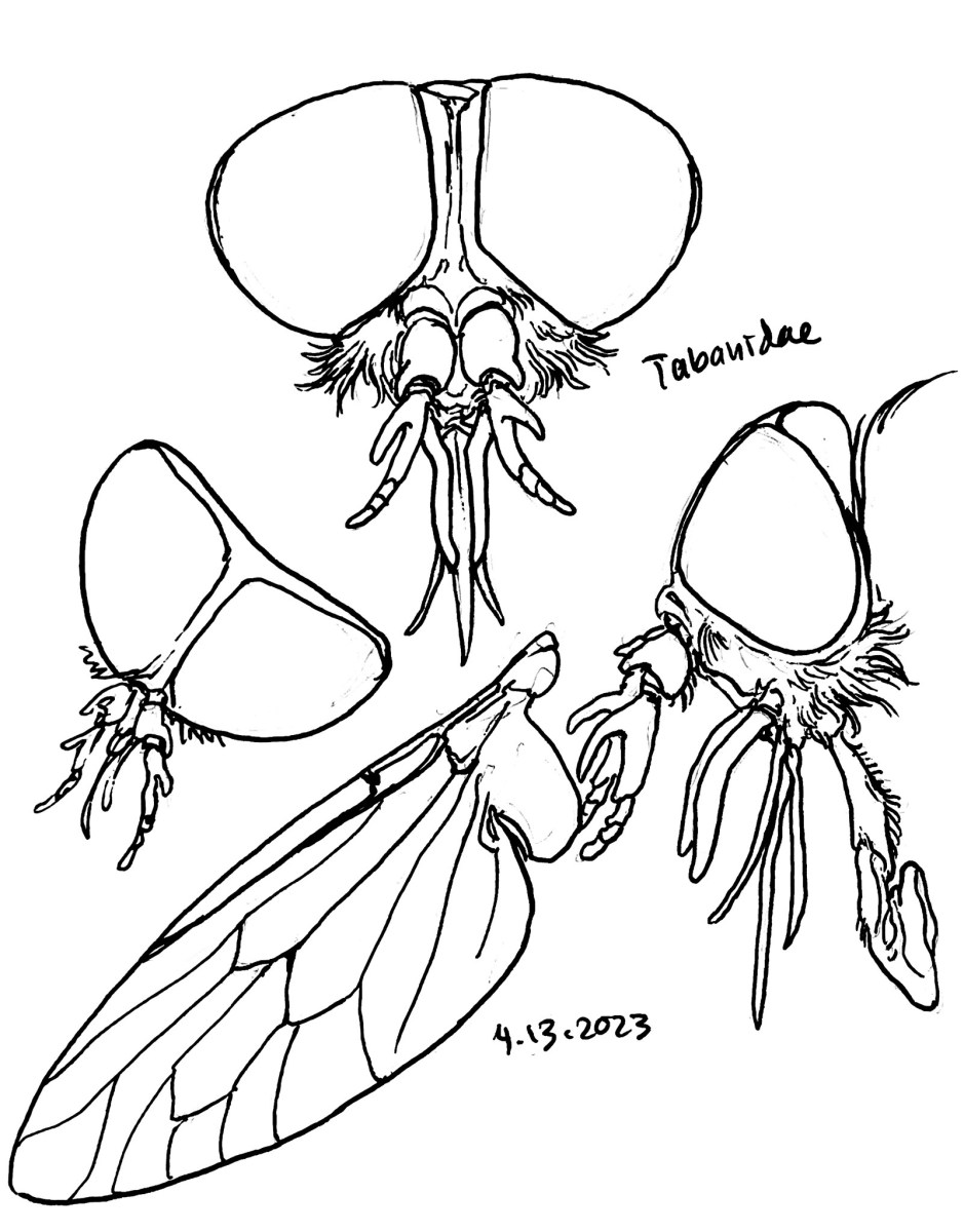 Sunday Sketch: Tabanidae Family of Flies