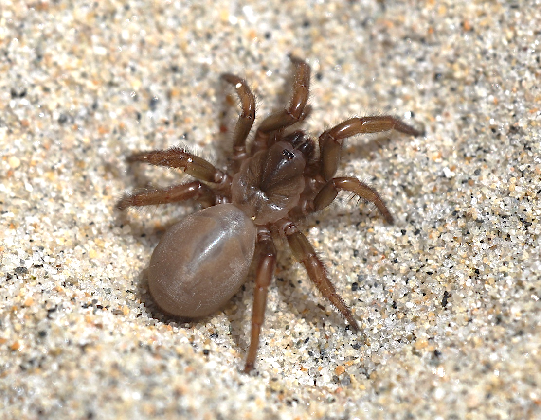 Creature Feature: Trapdoor Spider