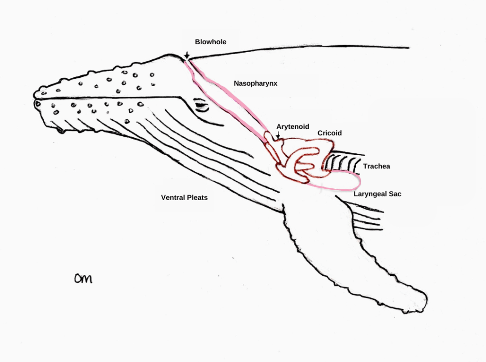 Creature Feature: Humpback Whale
