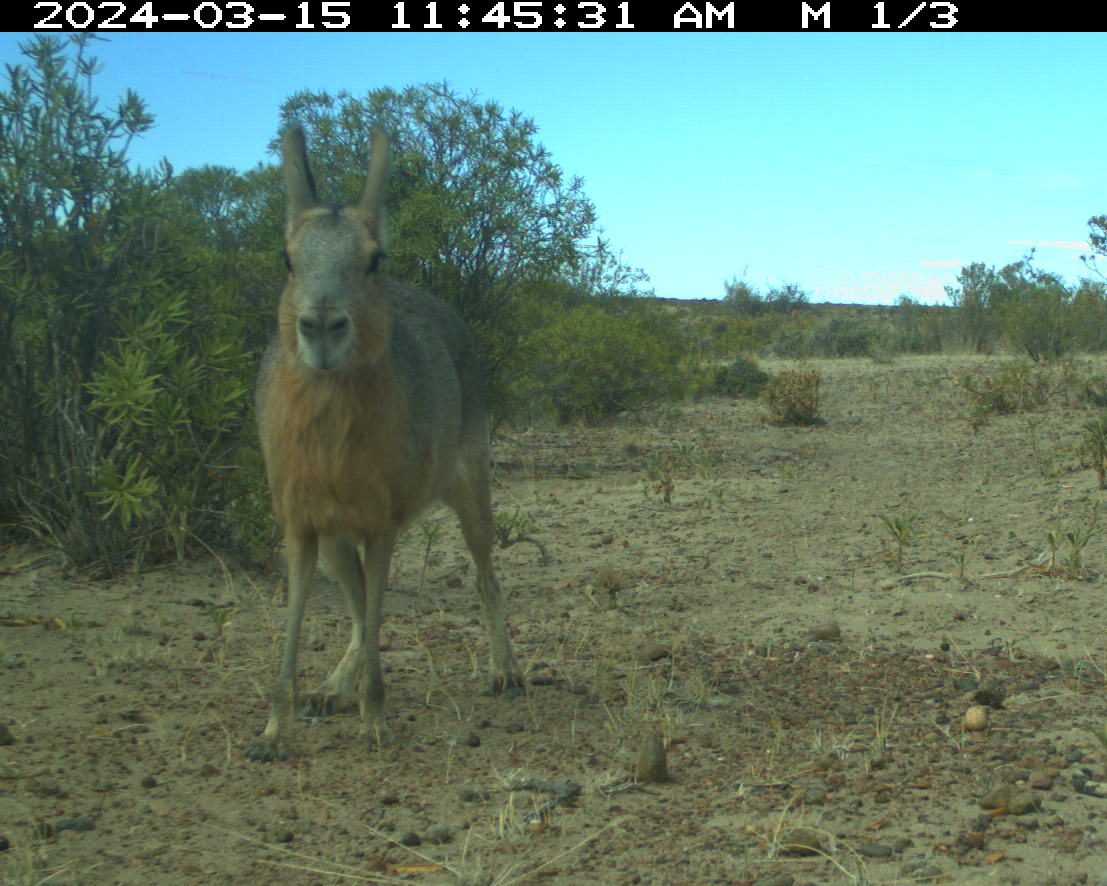 Creature Feature: Mara