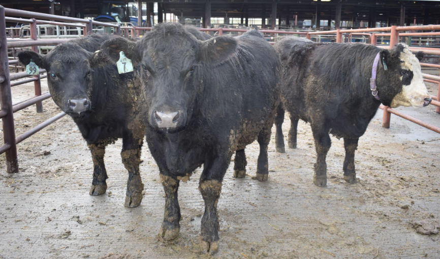 Newsroom: What do cattle want and how do we ask them?