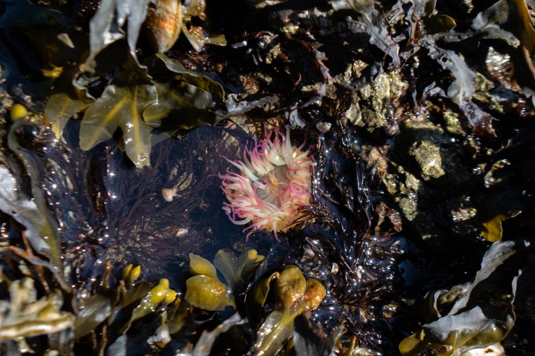 Creature Feature: Aggregating Anemone