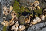 Creature Feature: Aggregating Anemone