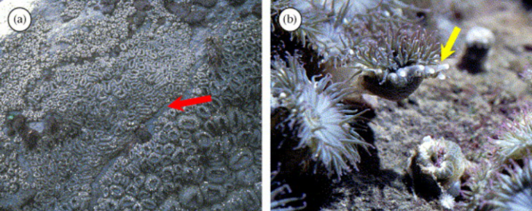 Creature Feature: Aggregating Anemone