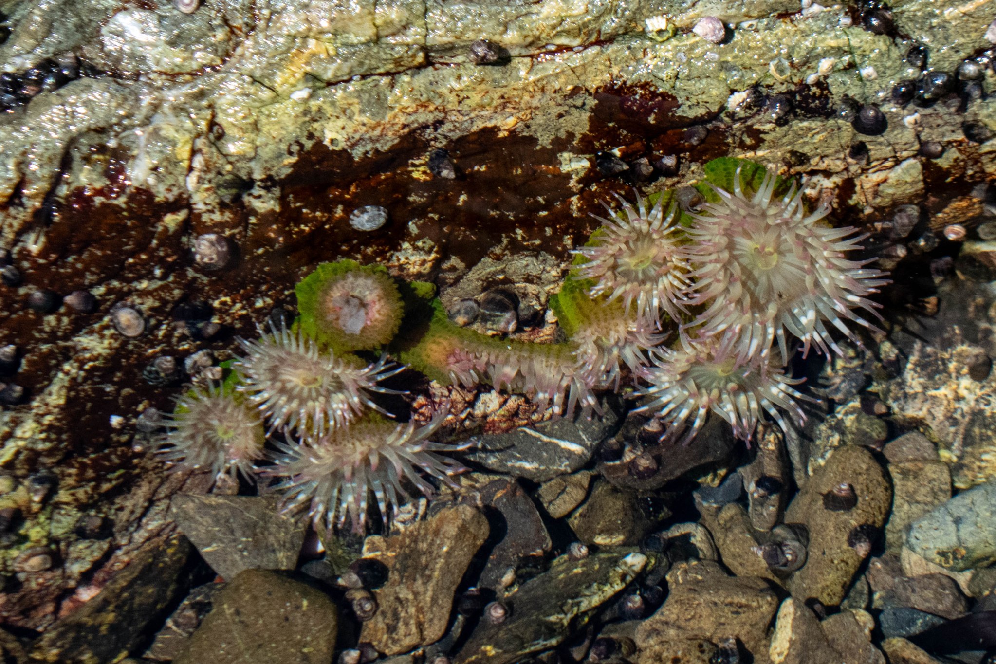 Creature Feature: Aggregating Anemone