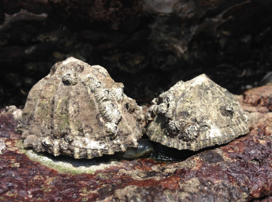 Throwback Newsroom: Pair-living limpets