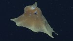 Creature Feature: Flapjack Octopus