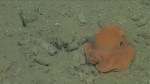 Creature Feature: Flapjack Octopus