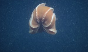 Creature Feature: Flapjack Octopus