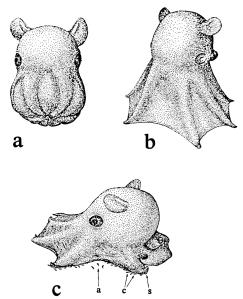 Creature Feature: Flapjack Octopus