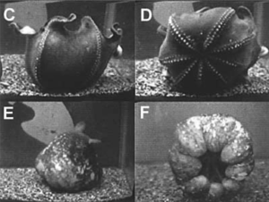 Creature Feature: Flapjack Octopus