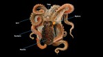 Creature Feature: Flapjack Octopus